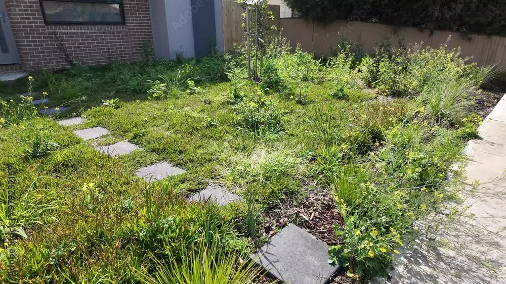 A neglected and messy front yard of a suburban house, with overgrown ...