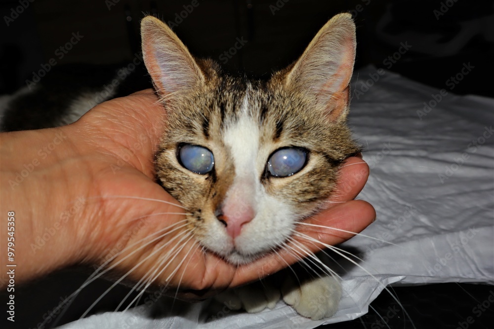 Cataracts in Cats | Veterinary medicine. pets Ophthalmology ...