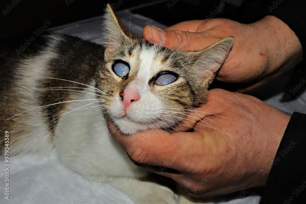 Cataracts in Cats | Veterinary medicine. pets Ophthalmology ...