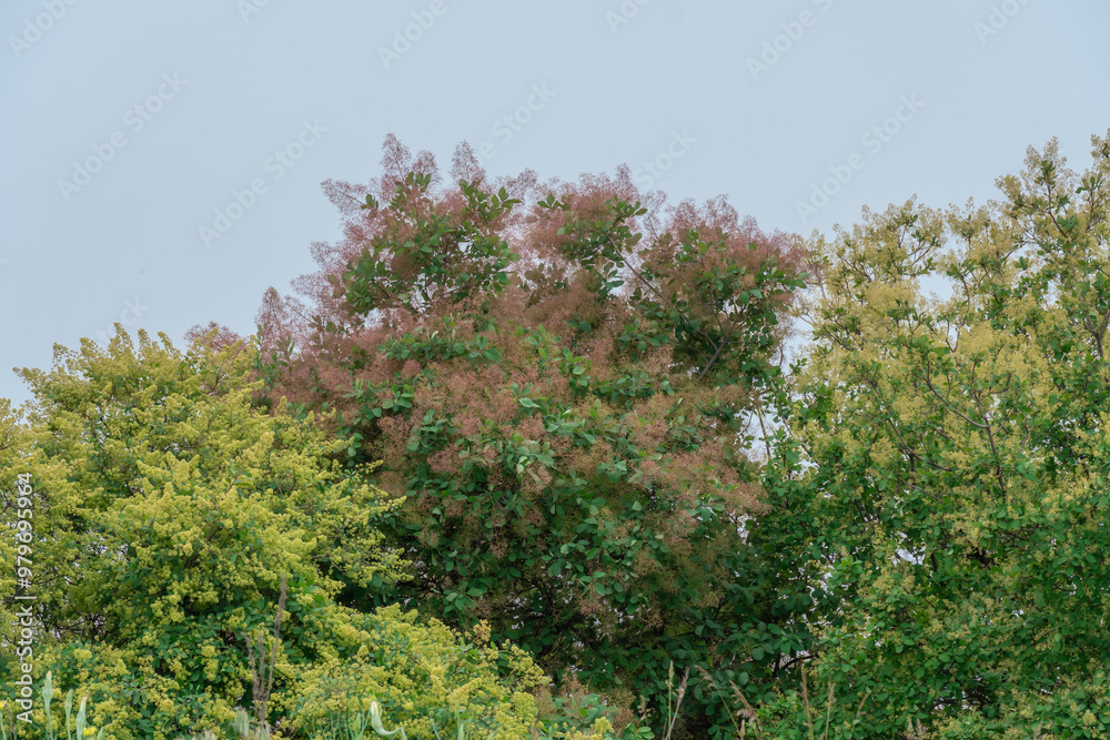 Flowering bush smoke tree of red cotinus coggygria. Beautiful fluffy ...