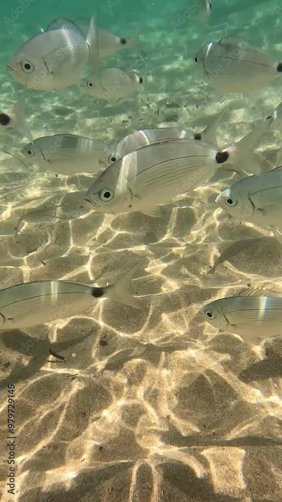 A swarm of fish gracefully swimming over the pristine white sands of ...