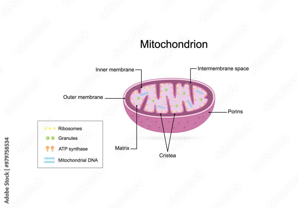 Mitochondrion structure. Anatomy of mitochondrion. ATP synthase ...