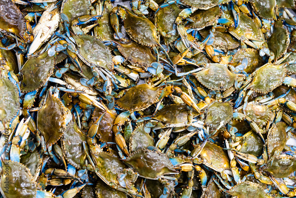 A crab background. The crab seafood concept. Portunus pelagicus, blue ...