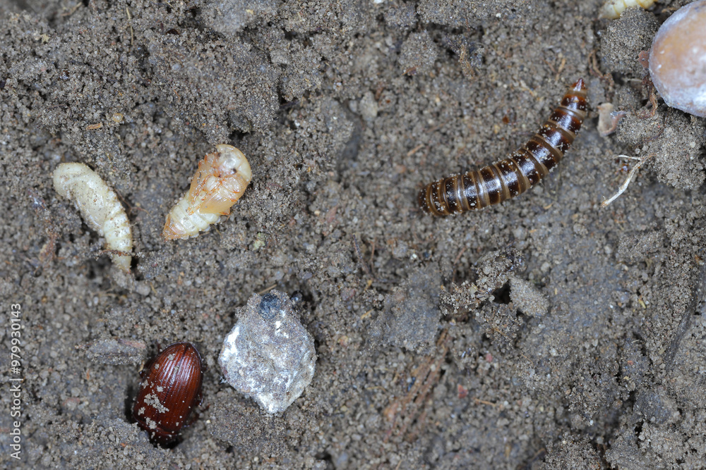 Lesser Mealworm Beetle (Alphitobius diaperinus), beetle, pupae and ...