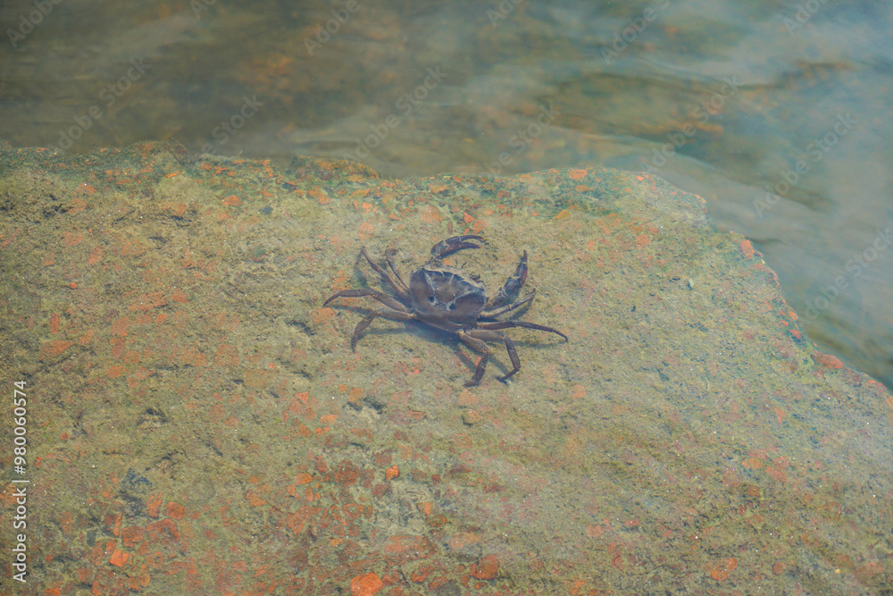 Freshwater crab under the water in the lake. Somanniathelphusa is a genus of freshwater crabs ...