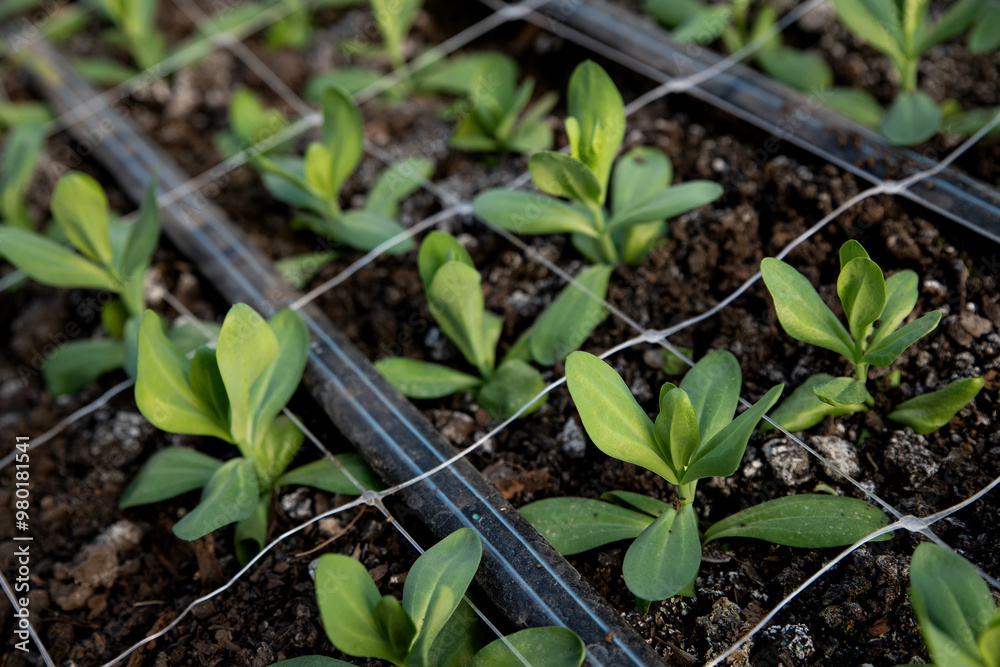 Eustoma flowers seedlings in the greenhouse. Automatic watering system ...