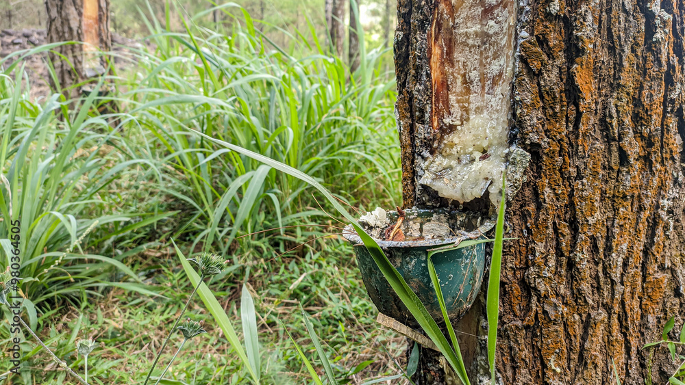 Pine resin collection. The process of tapping pine resin in a pine ...