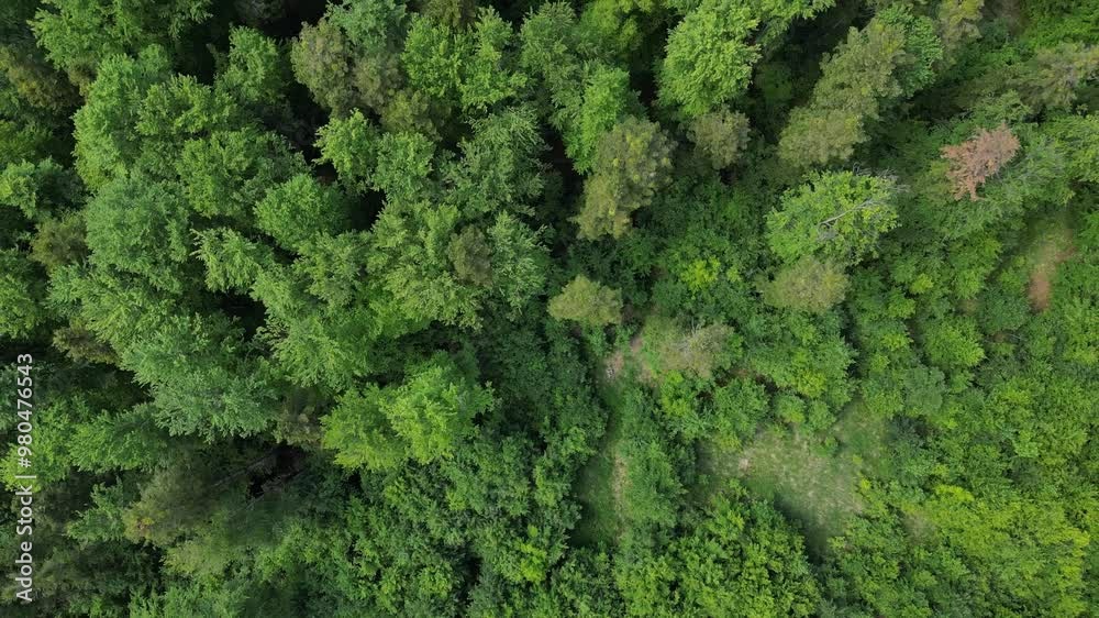 Drone Flying Through Forest in the Romanian Carpathians on a Summer Day ...