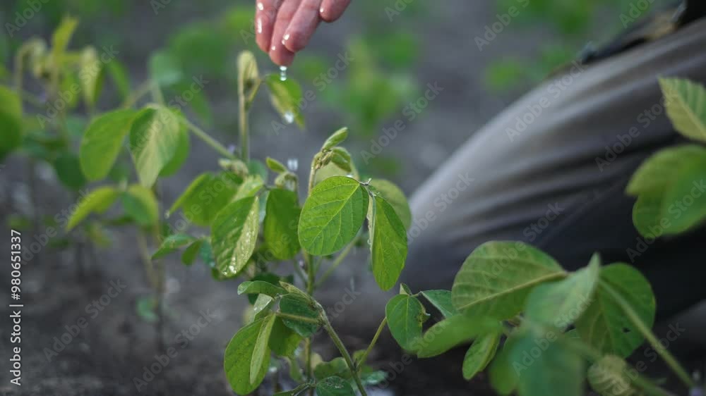 Farmer hand watering sprout. farmer hand pouring water on young plant ...