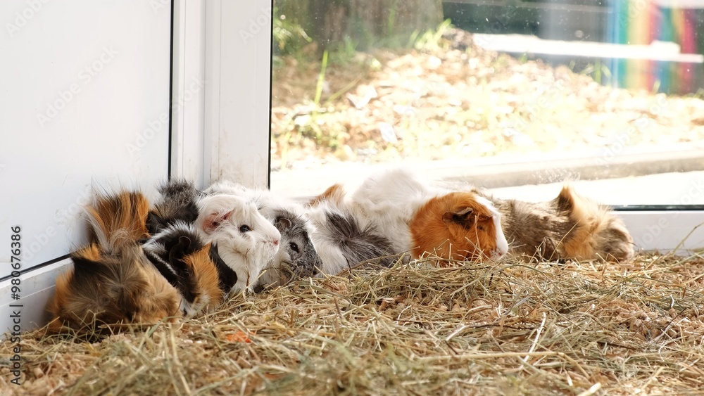 Sleeping guinea pigs in cage with straw. Resting cavy family. Pet shop ...