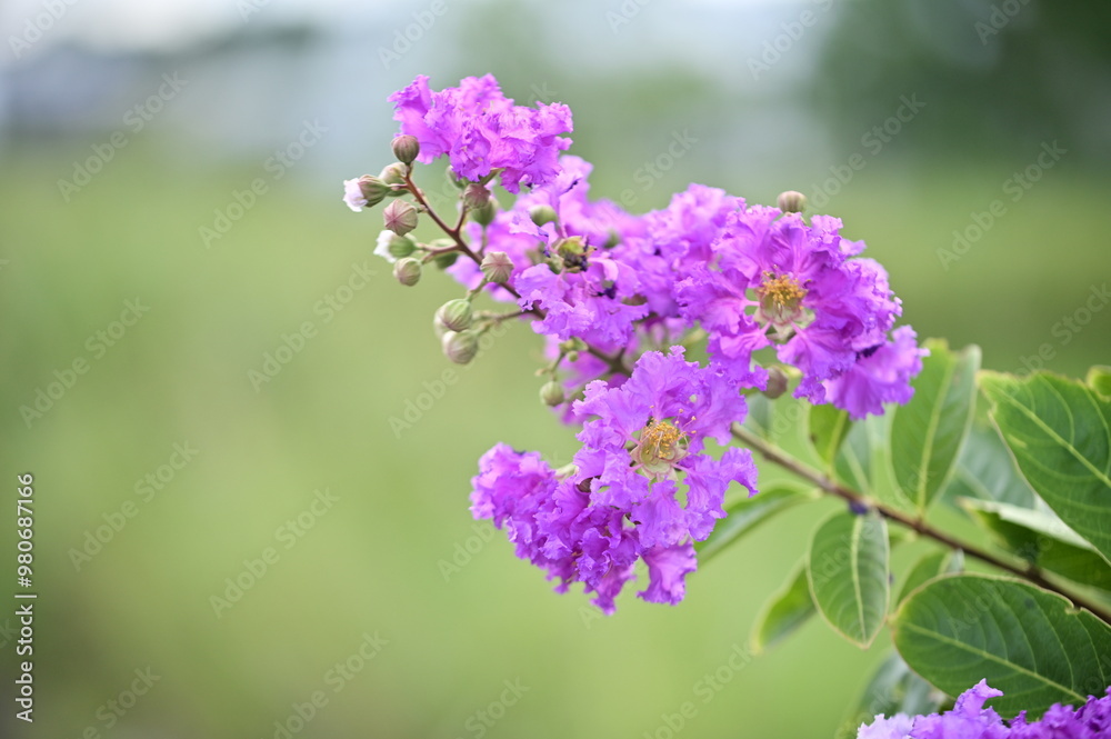 Lagerstroemia speciosa thrives outdoors in sunlight, known for its ...