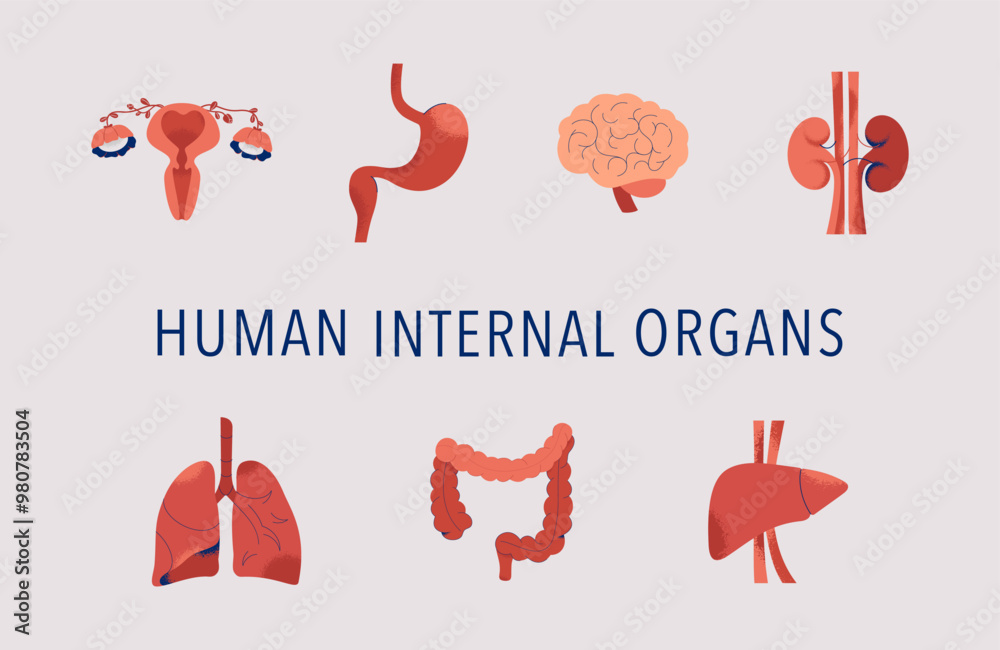 Human internal organs: brain, kidneys, intestine, stomach, liver, lungs ...