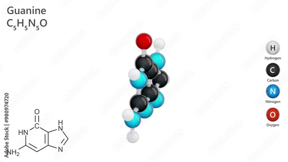Animated 3d model of Guanine molecule C5H5N5O. Guanine (symbol G or Gua ...
