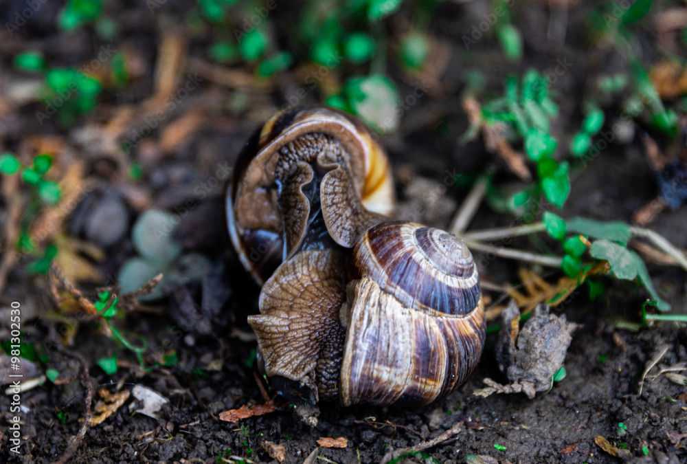 In the reproduction process of snails, two individuals engage in a ...