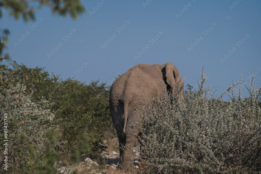 elephant, animal, mammal, wildlife, wild, nature, safari, baby ...