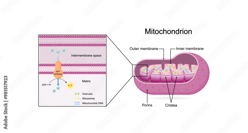 Mitochondrion structure. Anatomy of mitochondrion. ATP synthase ...