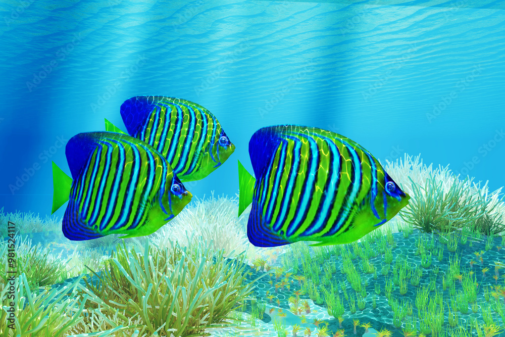 Three Regal Angelfish - The Regal Angelfish is a saltwater species reef ...