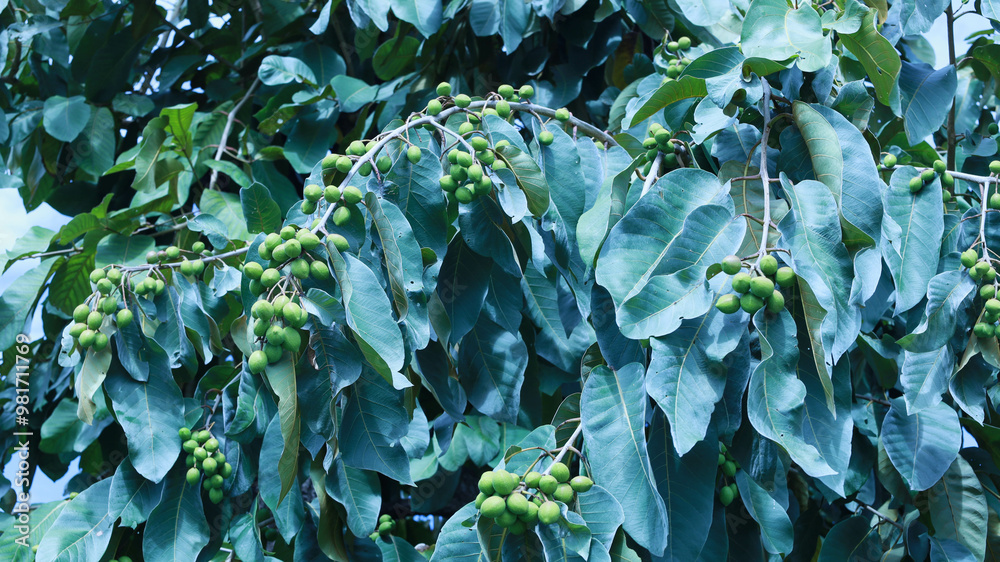 Fruits of Myrolan Wood. A bunch of green raw fruits on the tree of the ...