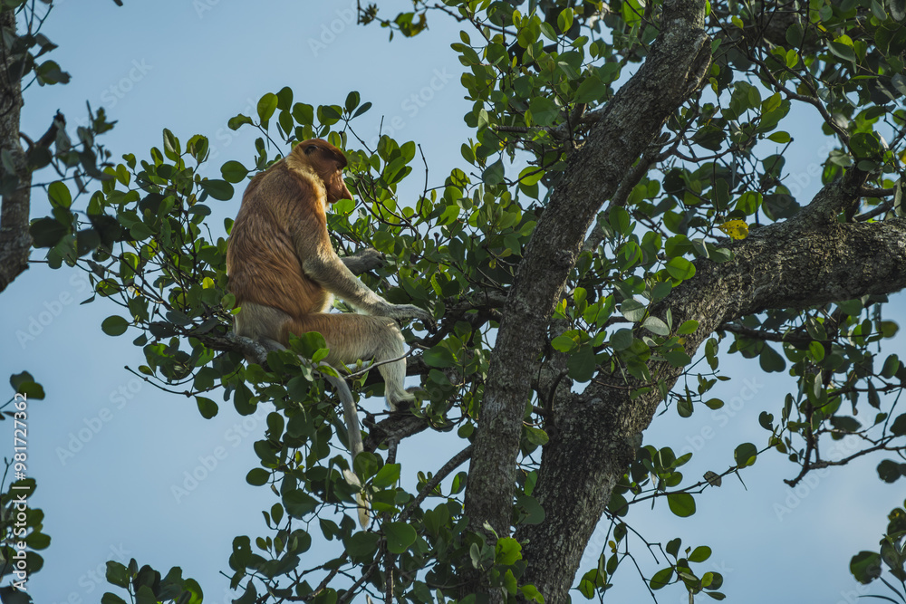 Mangrove Monkey Feast, the safehaven for Proboscis Monkey. Stock Photo ...
