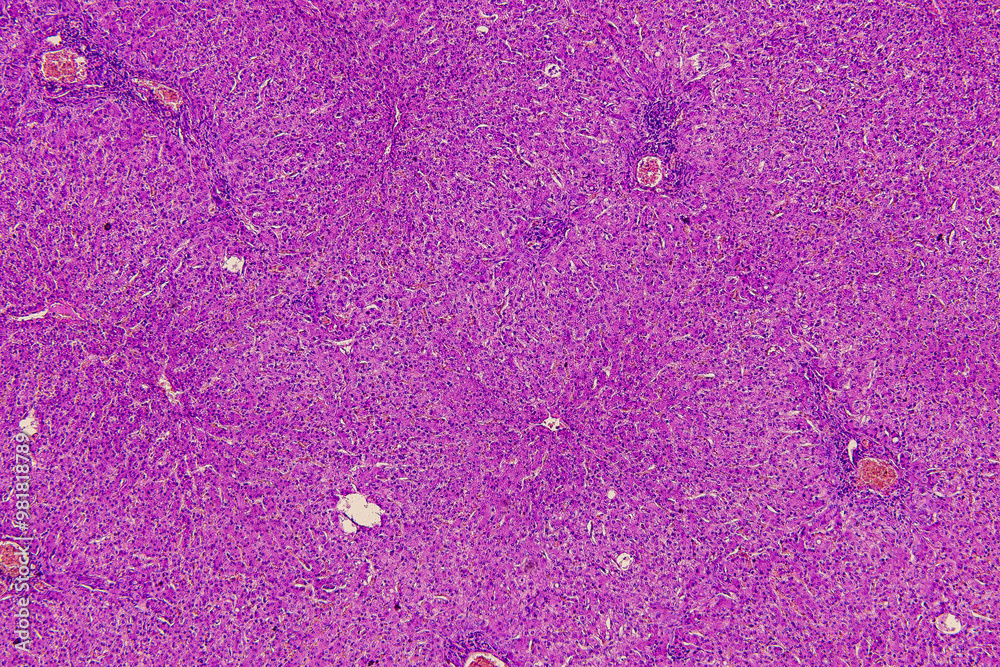 Pathology and Histology Tissue of Mammals under microscope. Stock Photo ...