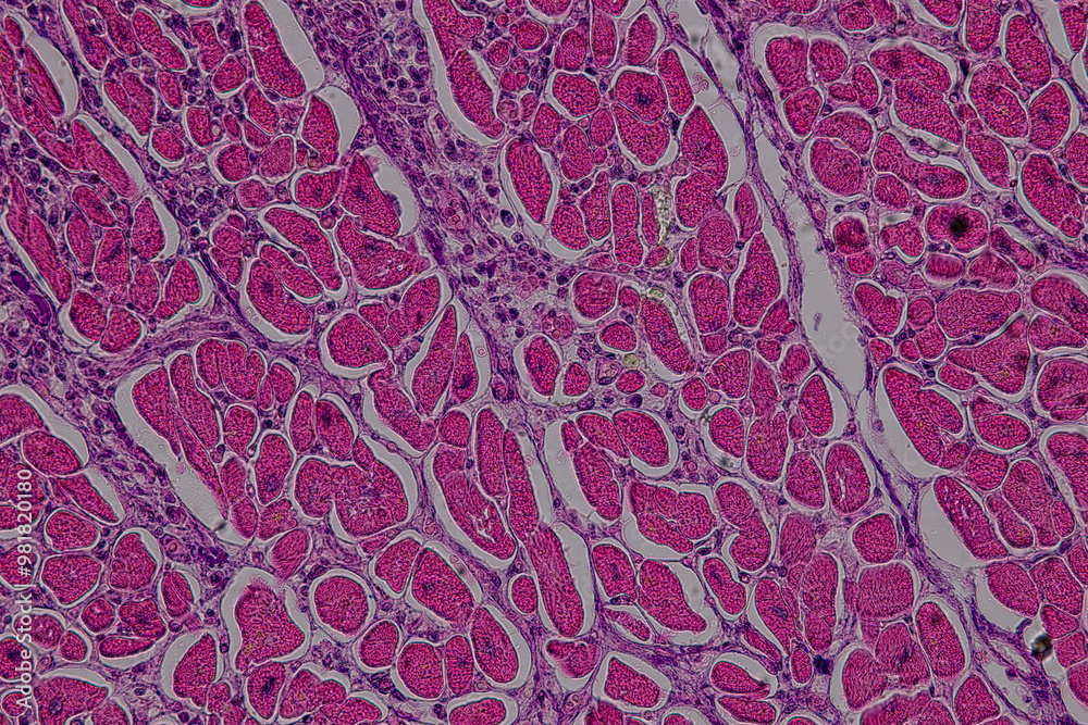 Poster Pathology and Histology Tissue of Mammals under microscope ...