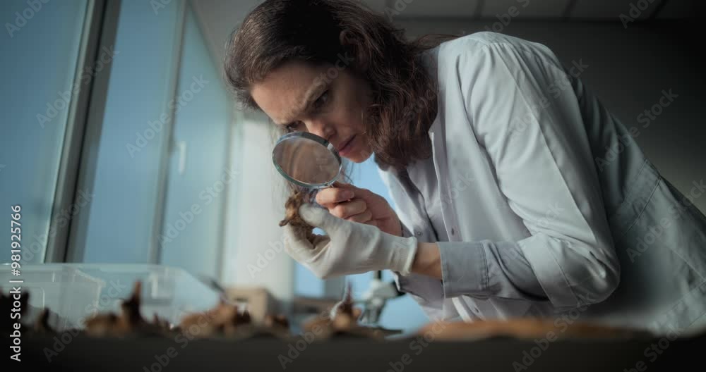 Female scientist works with specimen collection of fossil remains in ...
