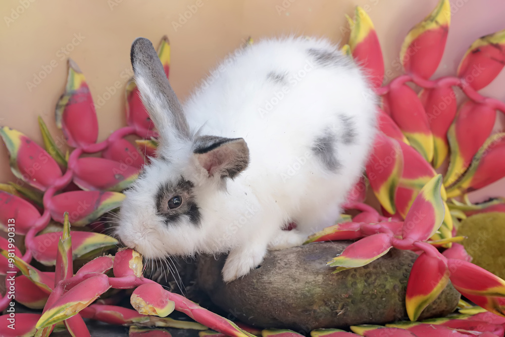 A white rabbit was eating a bunch of wild banana flowers that had ...