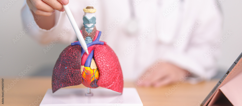 Doctor with heart Cardiovascular and Respiratory anatomy for Disease ...