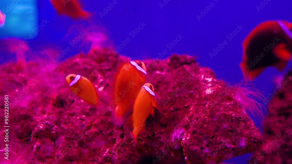 Clown fish Amphiprion ocellaris swim family group in polyps poisonous ...
