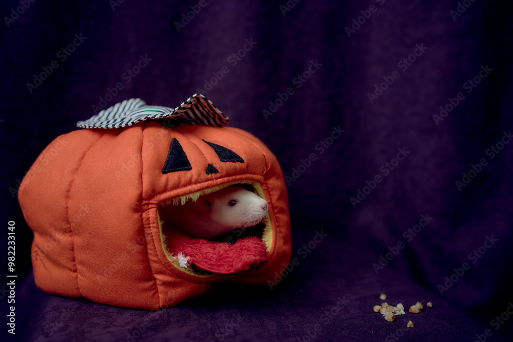 albino standard rat hides in the bed house in the shape of a pumpkin ...