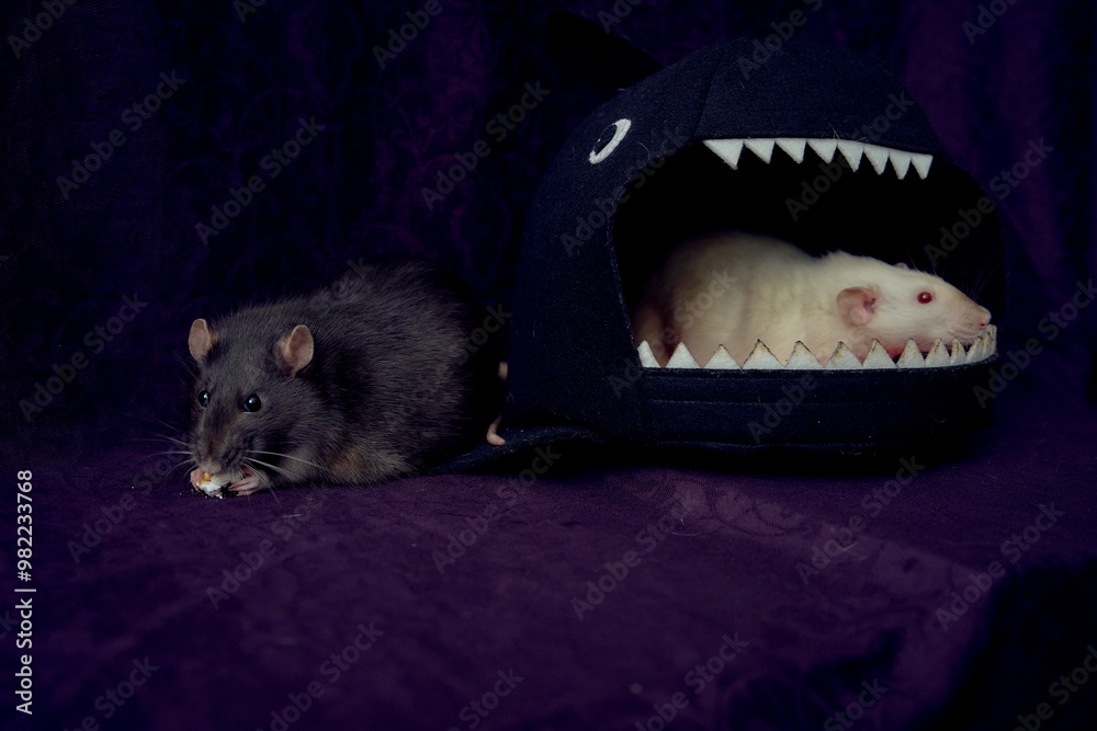 inquisitive pet rats run around the bed, a house in the shape of a ...