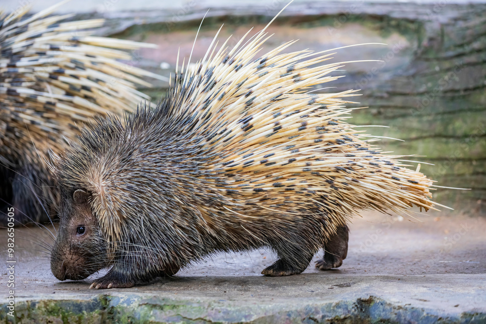 The Malayan porcupine (Hystrix brachyura) is a species of rodent in the ...