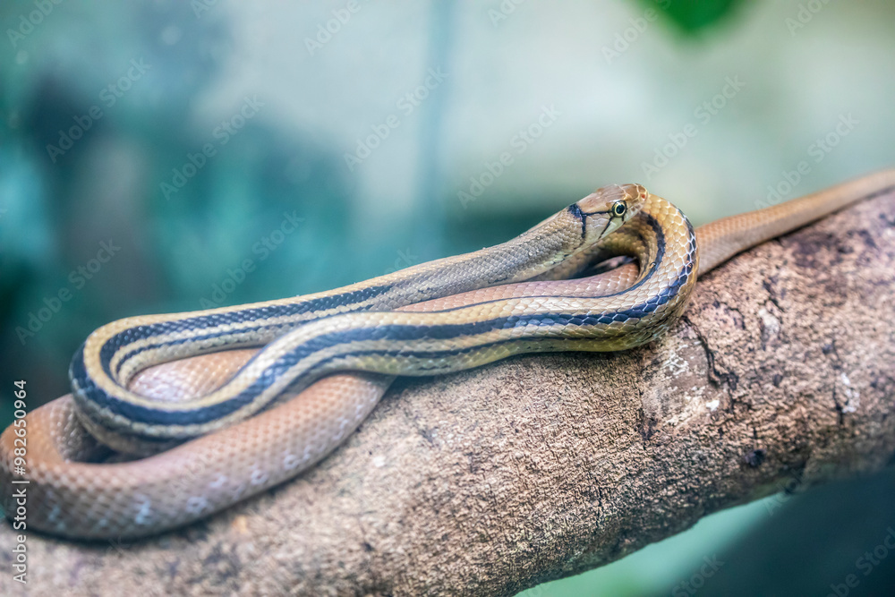 The Radiated ratsnake (Coelognathus radiatus) is a nonvenomous species ...