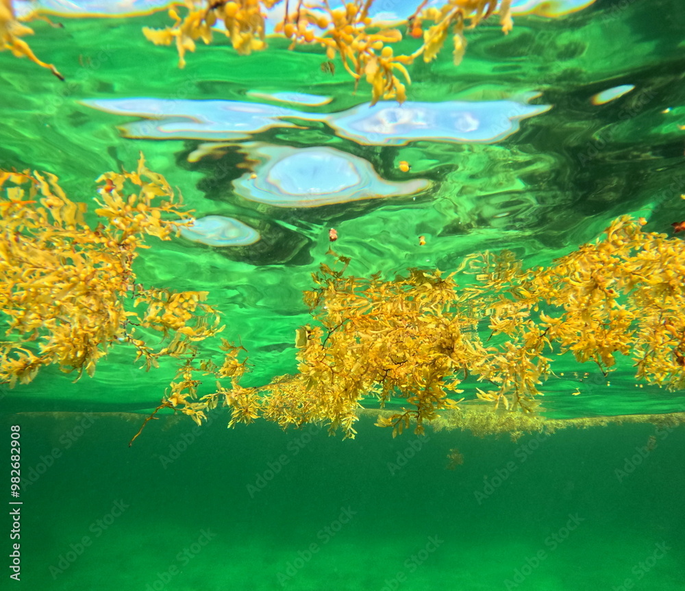 floating sargassum sea weed in the caribbean sea in Guadeloupe. Brown ...