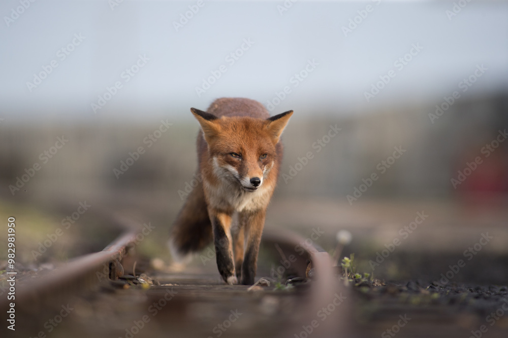 Red fox (Vulpes vulpes) is the largest of the true foxes and one of the ...