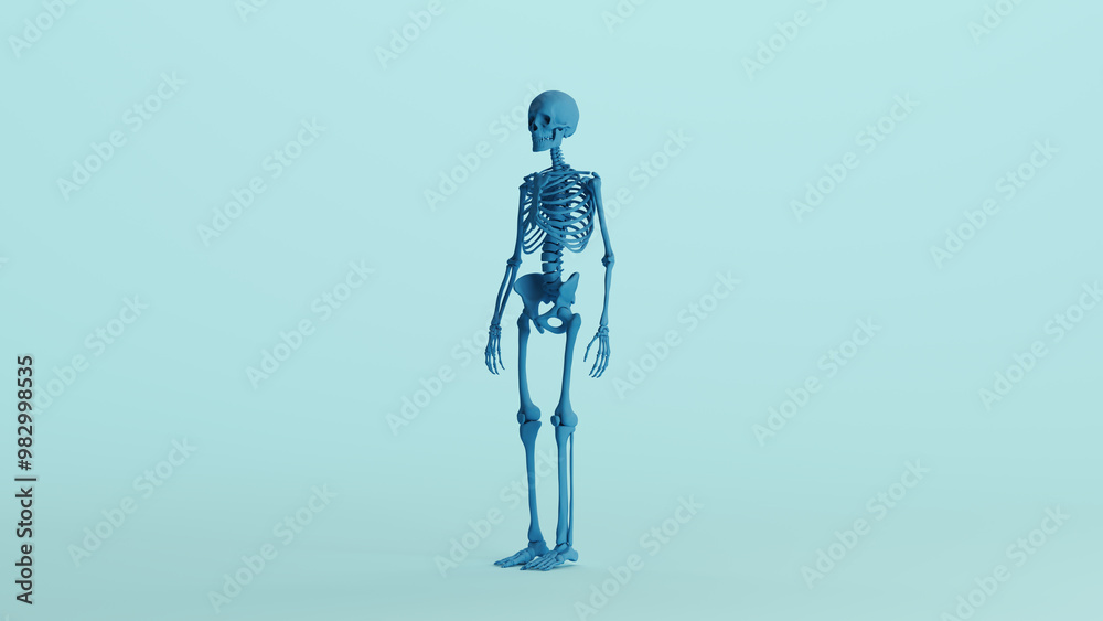 Blue skeleton anatomy model bones study mannequin monochrome pale blue ...