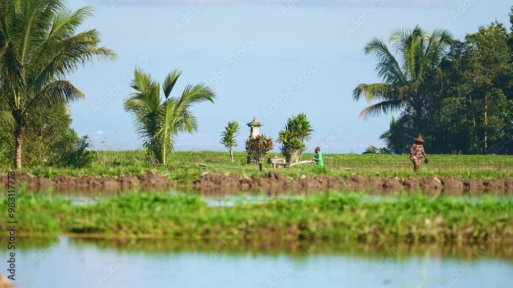 Balinese farmer plough a rice field near Ubud Bali. Rice paddy fields ...