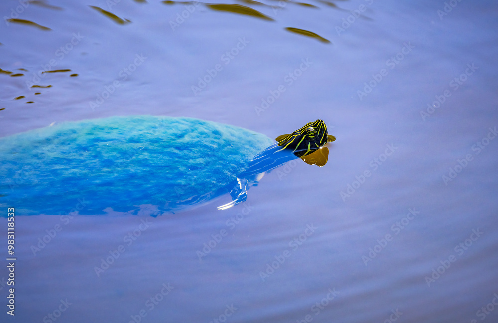 Eastern Painted Turtle with encrusted shell swimming in a marsh lake at ...
