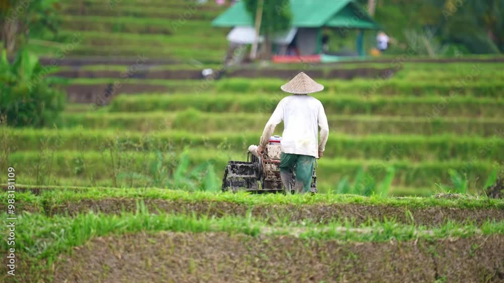 Balinese farmer plough a rice field near Ubud Bali. Rice paddy fields ...