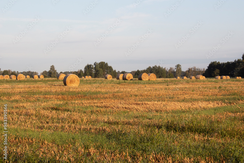 In a compressed wheat field, round bales of straw lie in various places ...