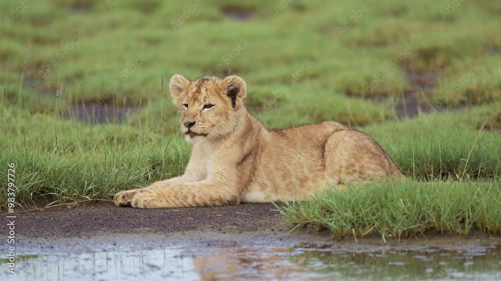 Cute Baby Lion Cub in Serengeti National Park in Tanzania in Africa ...