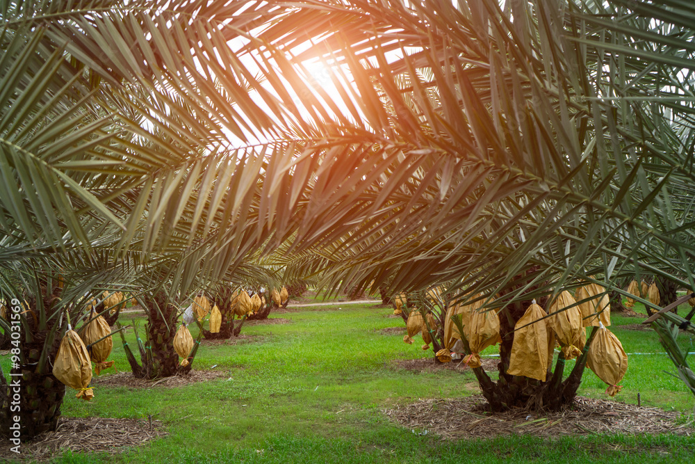 The bagged dates palm for fruit damaging insects at the farm with ...