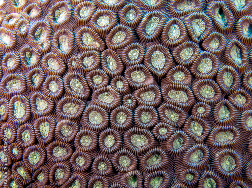 Favia brain coral in a shallow reef Boracay Island Philippines Stock ...