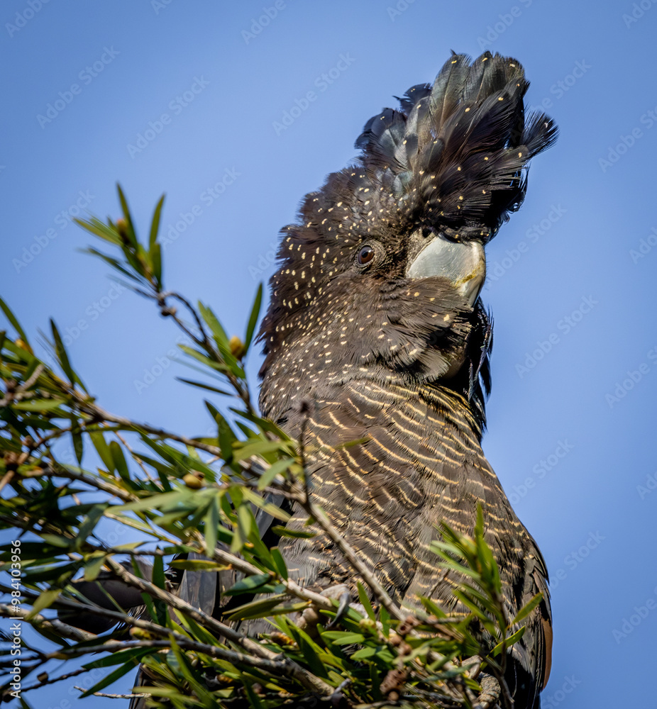 Female red-tailed black cockatoo (Calyptorhynchus bansksii naso) Stock ...