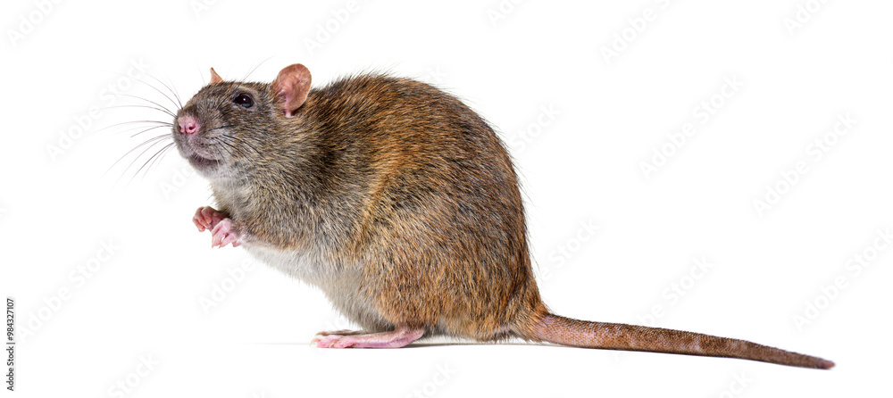 Side view of a brown rat looking up On its hind legs, Rattus norvegicus ...