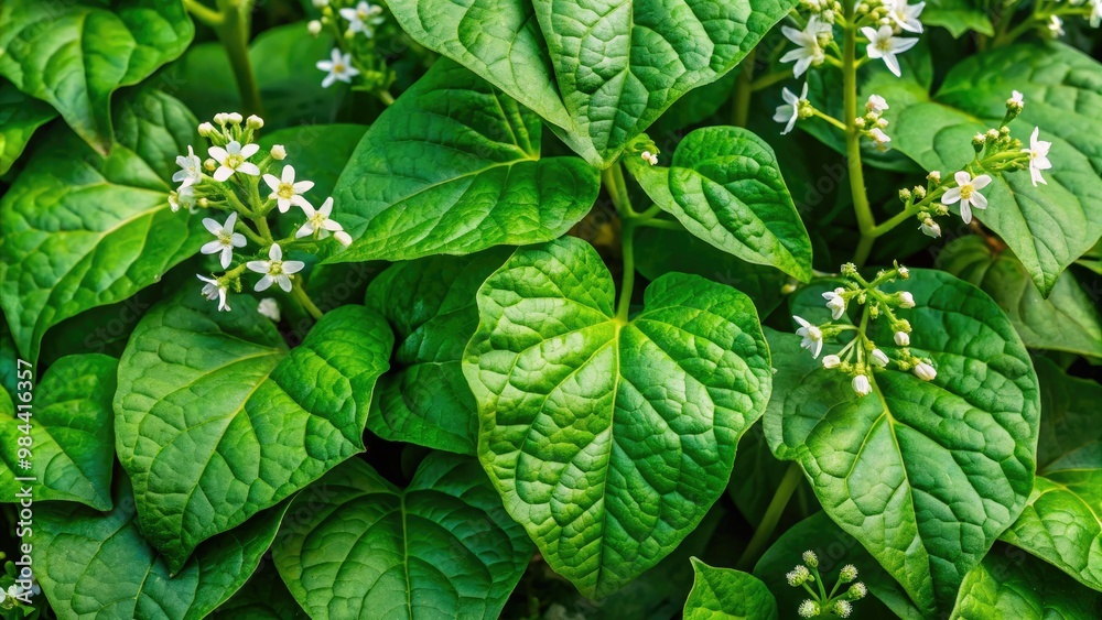 Shiny green plants with large leaves and small white flowers belonging ...