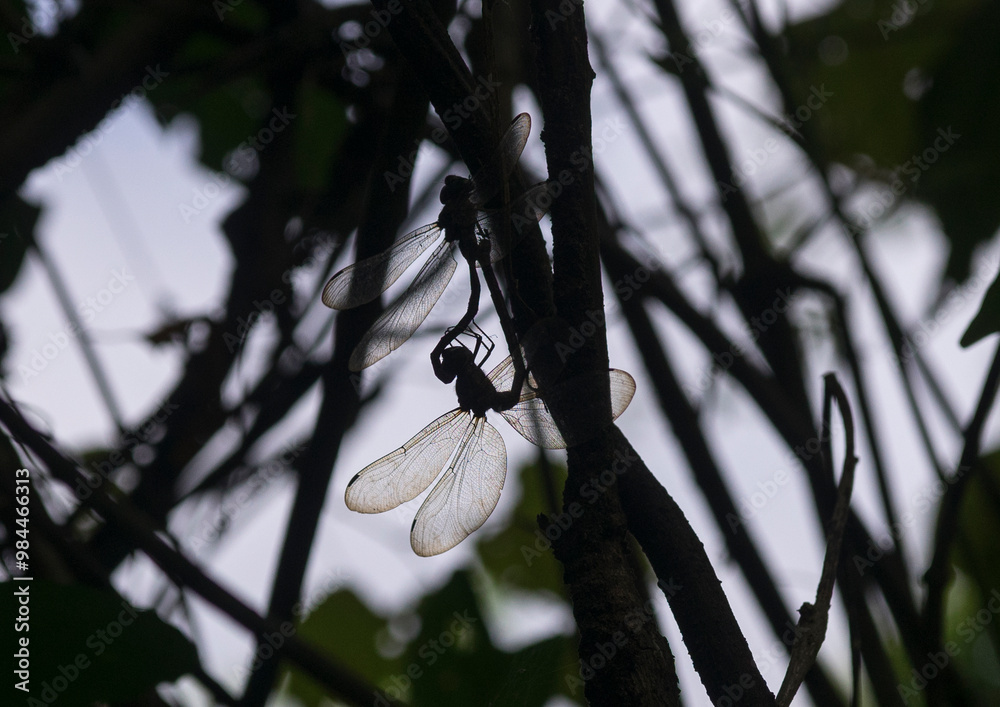 Panama, Darien Province, Filo Del Tallo, Dragonflies Pair Mating On A ...