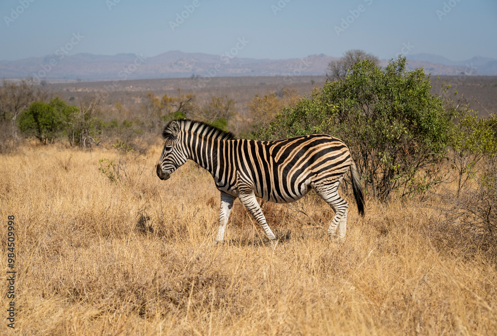 Zebras are African equines with distinctive black-and-white striped ...