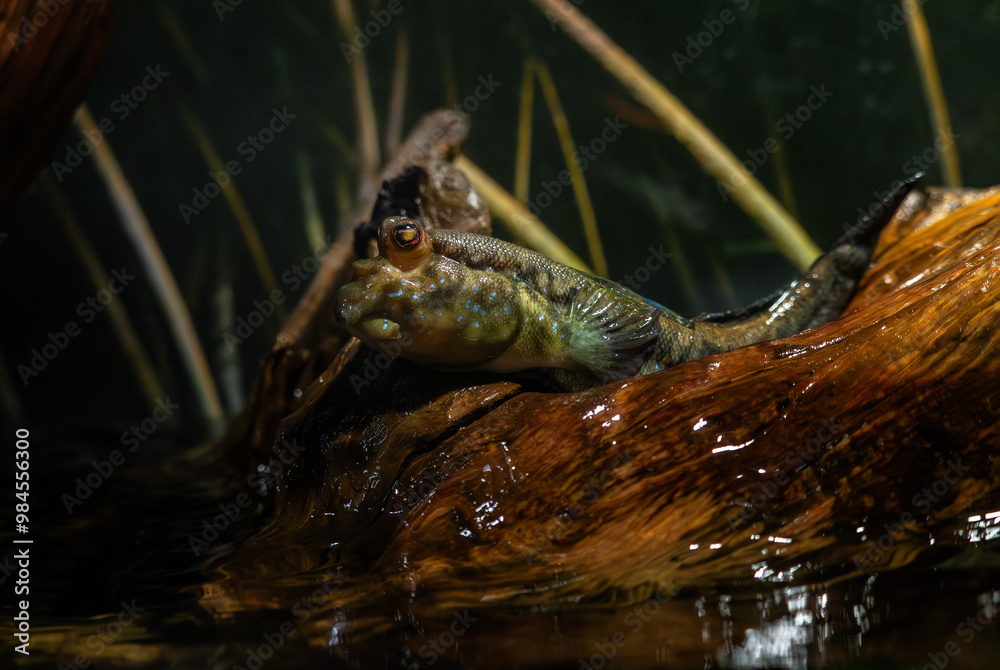 Atlantic Mudskipper - Periophthalmus barbarus, unique beautiful ...