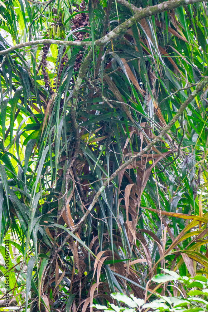 Foto de Rattan tree in the jungle. Rattan were also historically known ...